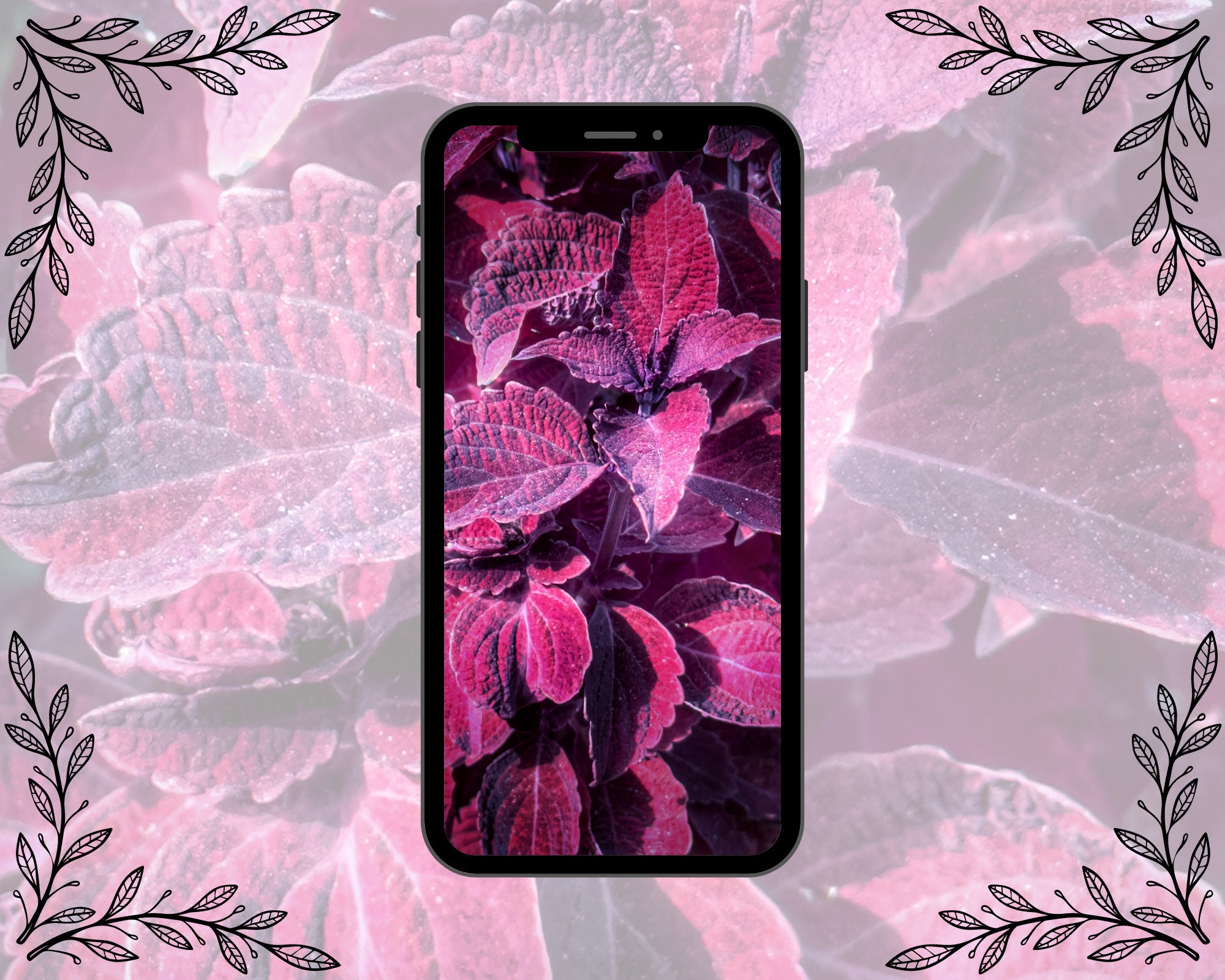 Fuchsia Plant Wallpaper | iPhone Wallpaper | Smartphone Wallpaper ...