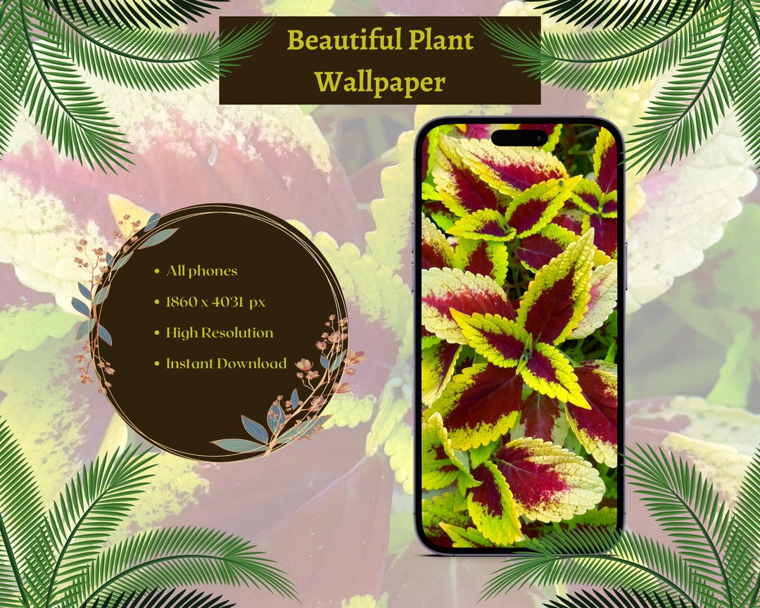 Plant Phone Wallpaper | iPhone Wallpaper | Smartphone Wallpaper ...