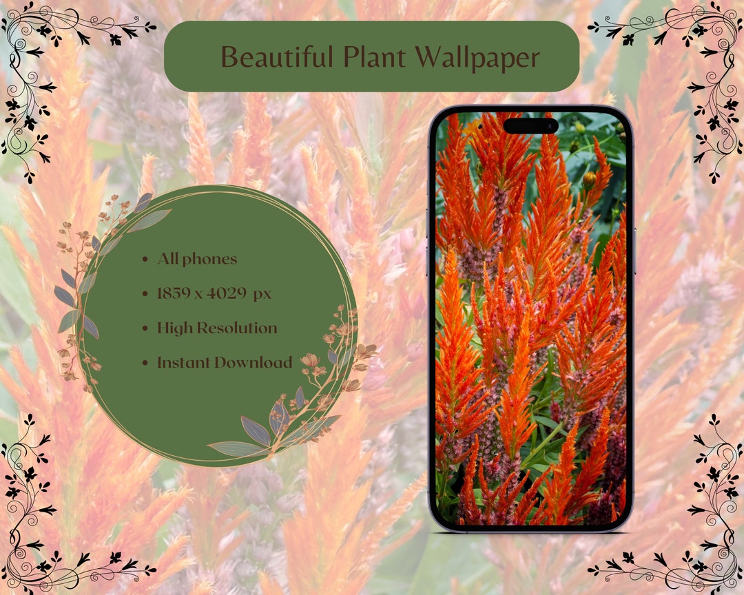 Plant Phone Wallpaper | iPhone Wallpaper | Smartphone Wallpaper ...