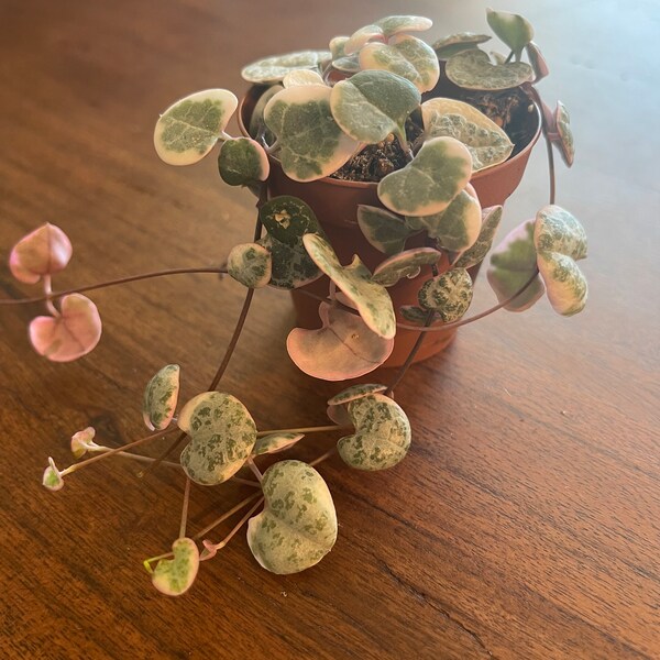 Variegated String of Hearts - Etsy