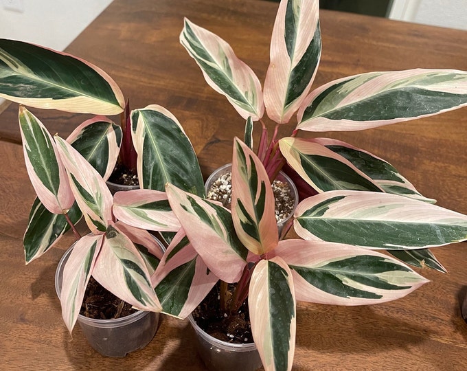 Stromanthe Trio Star Sanguinea live Indoor Plants unique Tropical ...