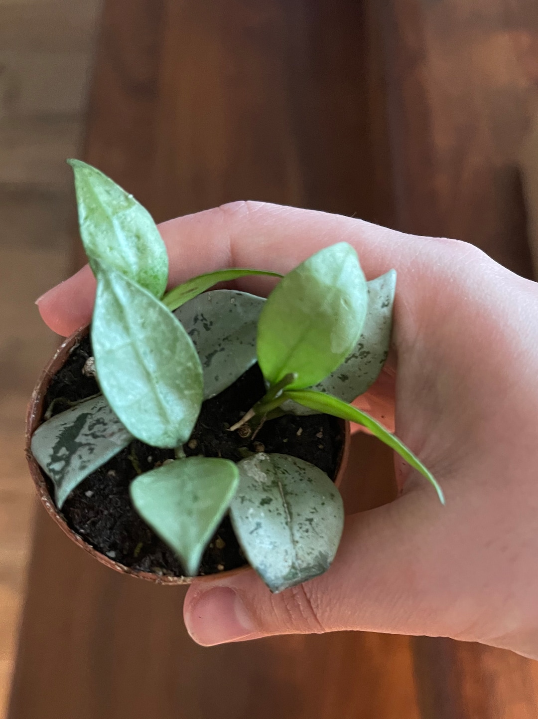 Hoya Krohniana Super Silver, Hoya Silver Splash, Rare Rooted Hoya, Live ...
