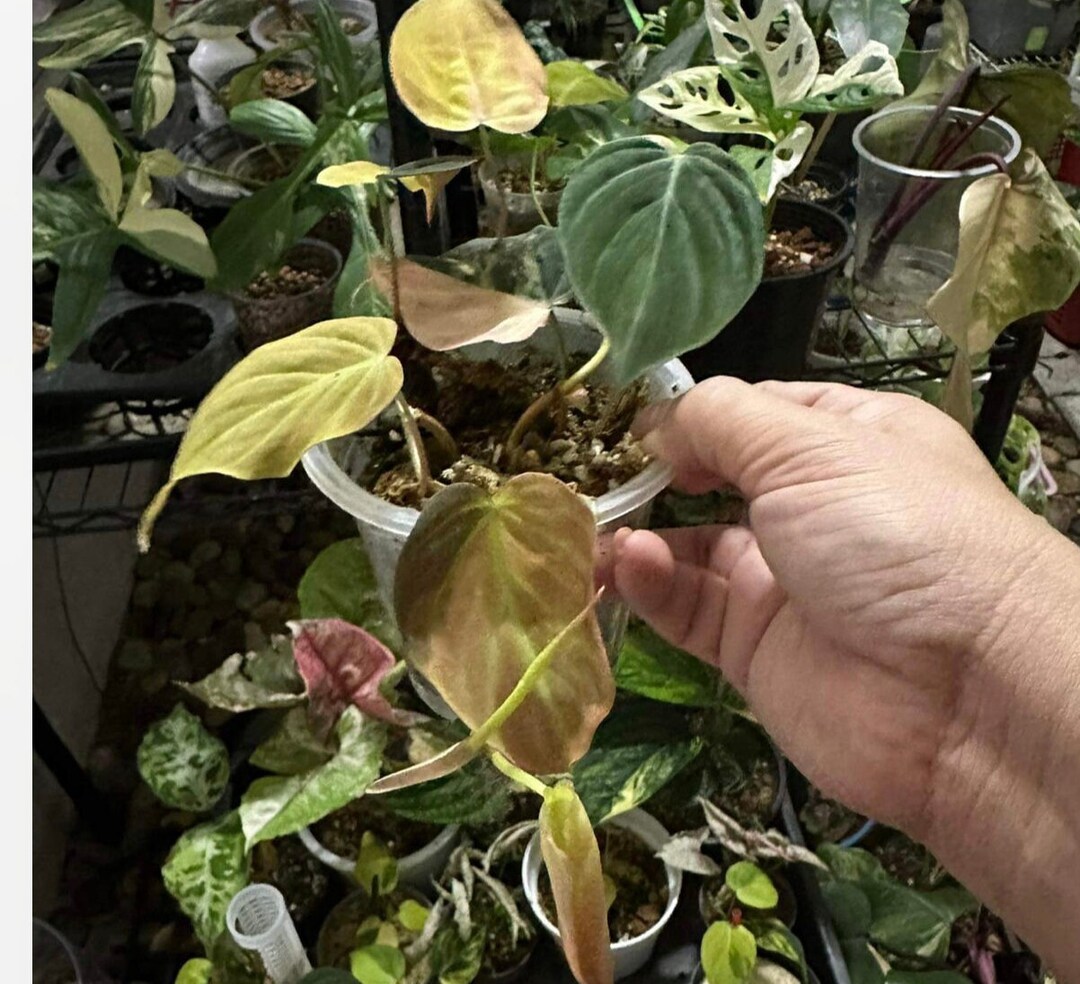 Variegated Mican Pink Rare PRE-ORDER see Details - Etsy