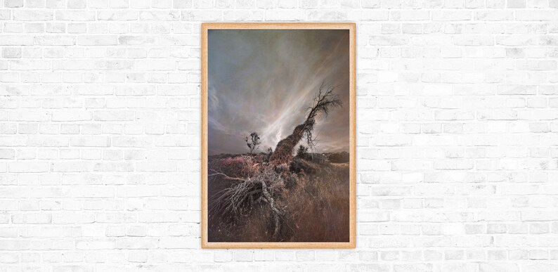 Winter Roots: Majestic Tree and Roots Against Dramatic Sky Scenic ...