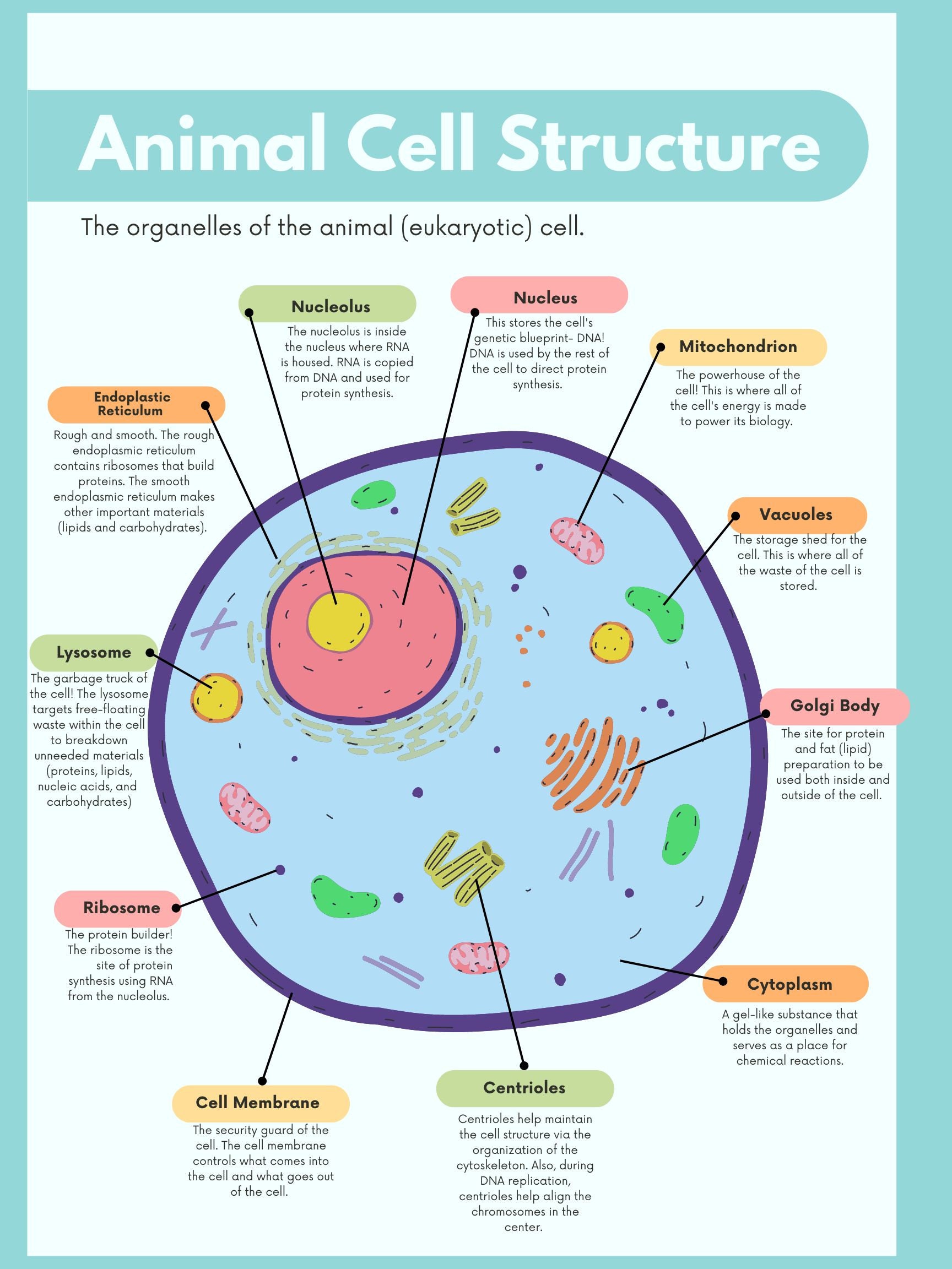 EDU- Cell Saga (animal, Plant, and Bacterium Bundle) - Etsy