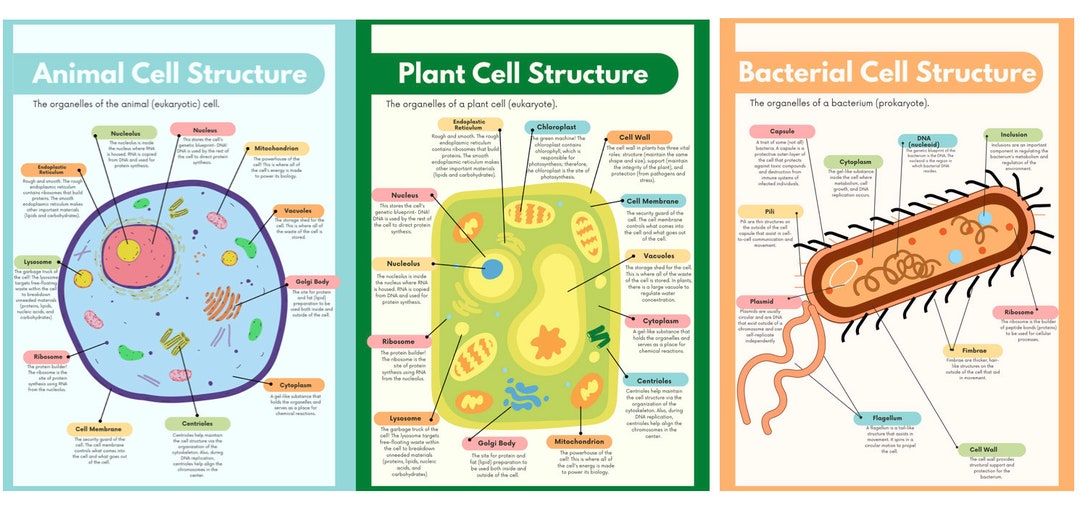 EDU- Cell Saga (animal, Plant, and Bacterium Bundle) - Etsy