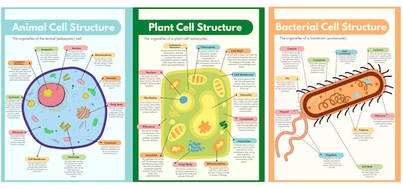 What Are The Differences Between The Bacterial And Animal Prokaryotic