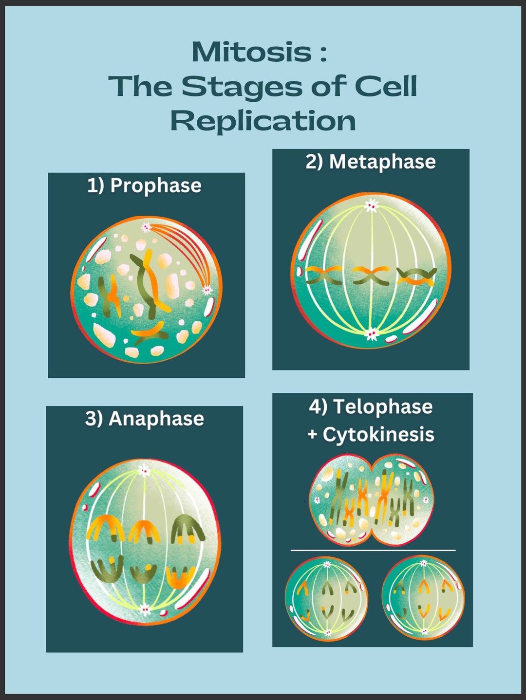 EDUCATIONAL- Stages of Mitosis Poster - Etsy