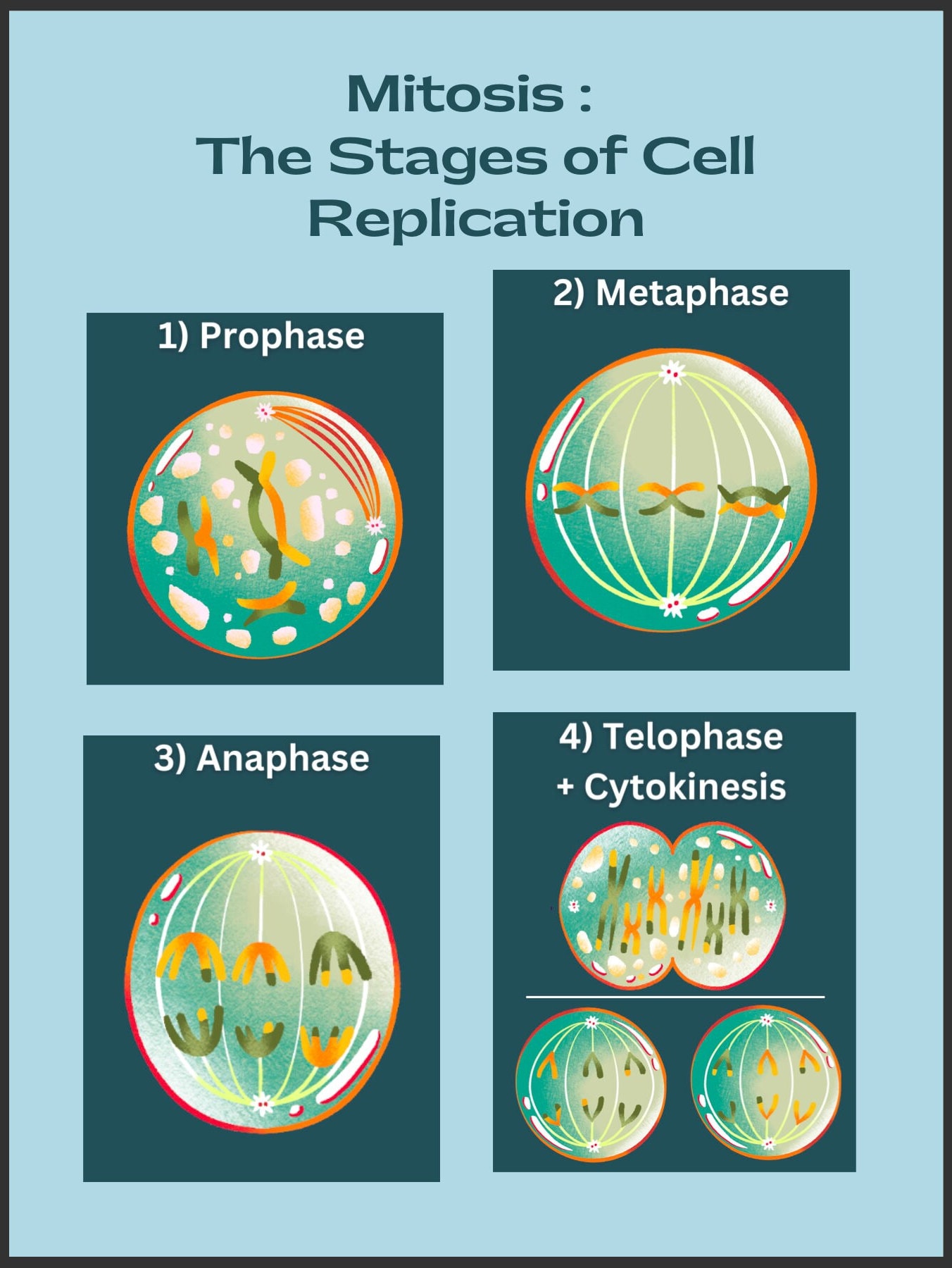 Mitosis Stages