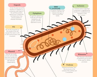 Custom Models for Teachers, Classroom Decor, Bacteria Cell Models ...