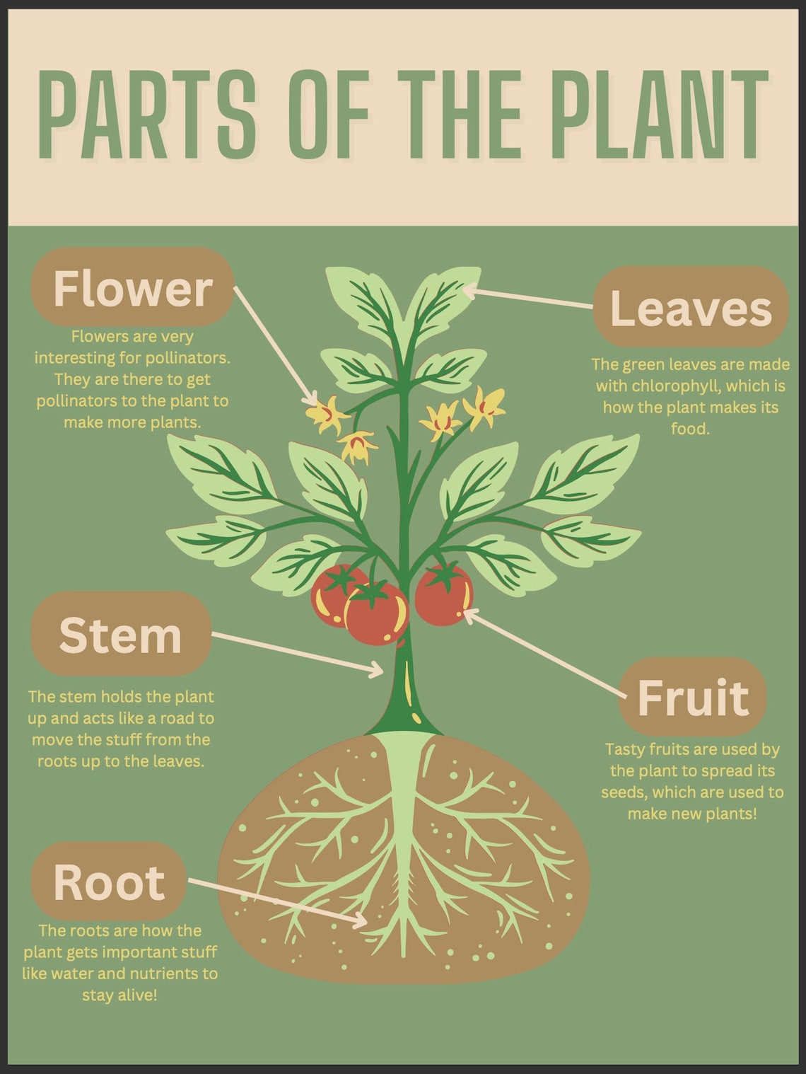 EDUCATIONAL- Parts of the Plant Poster - Etsy