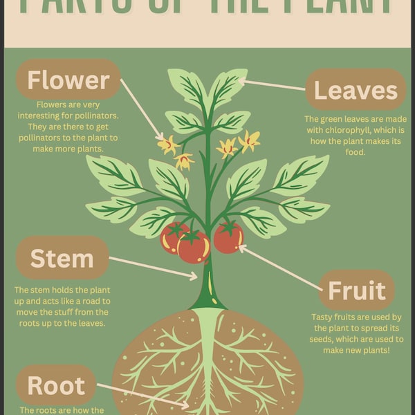Parts of a Plant Poster - Etsy