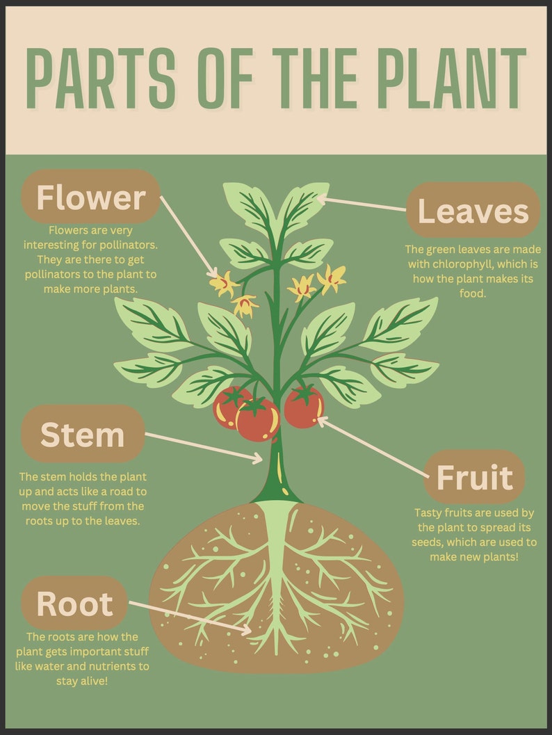 EDUCATIONAL- Parts of the Plant Poster - Etsy