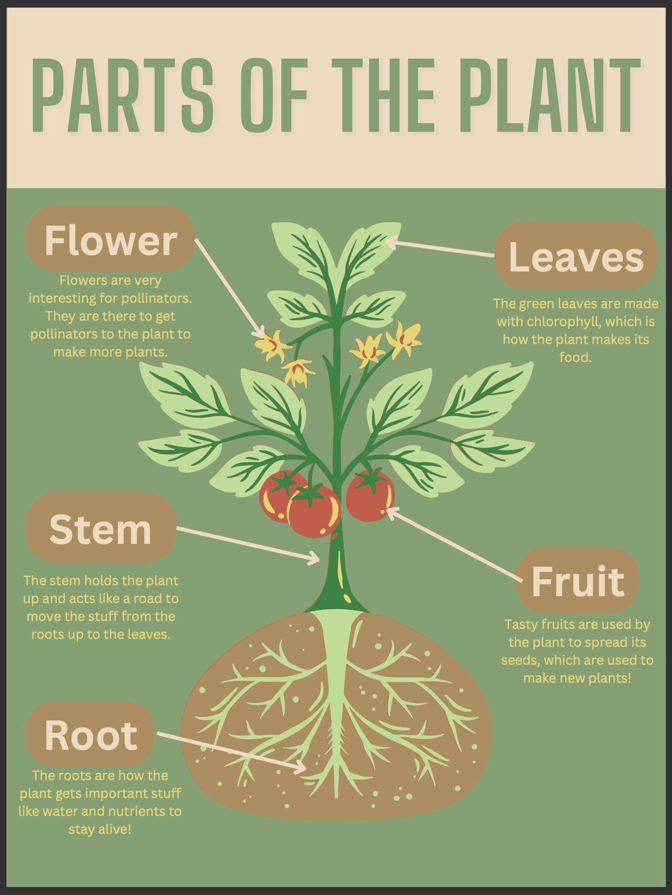 EDUCATIONAL- Parts of the Plant Poster - Etsy