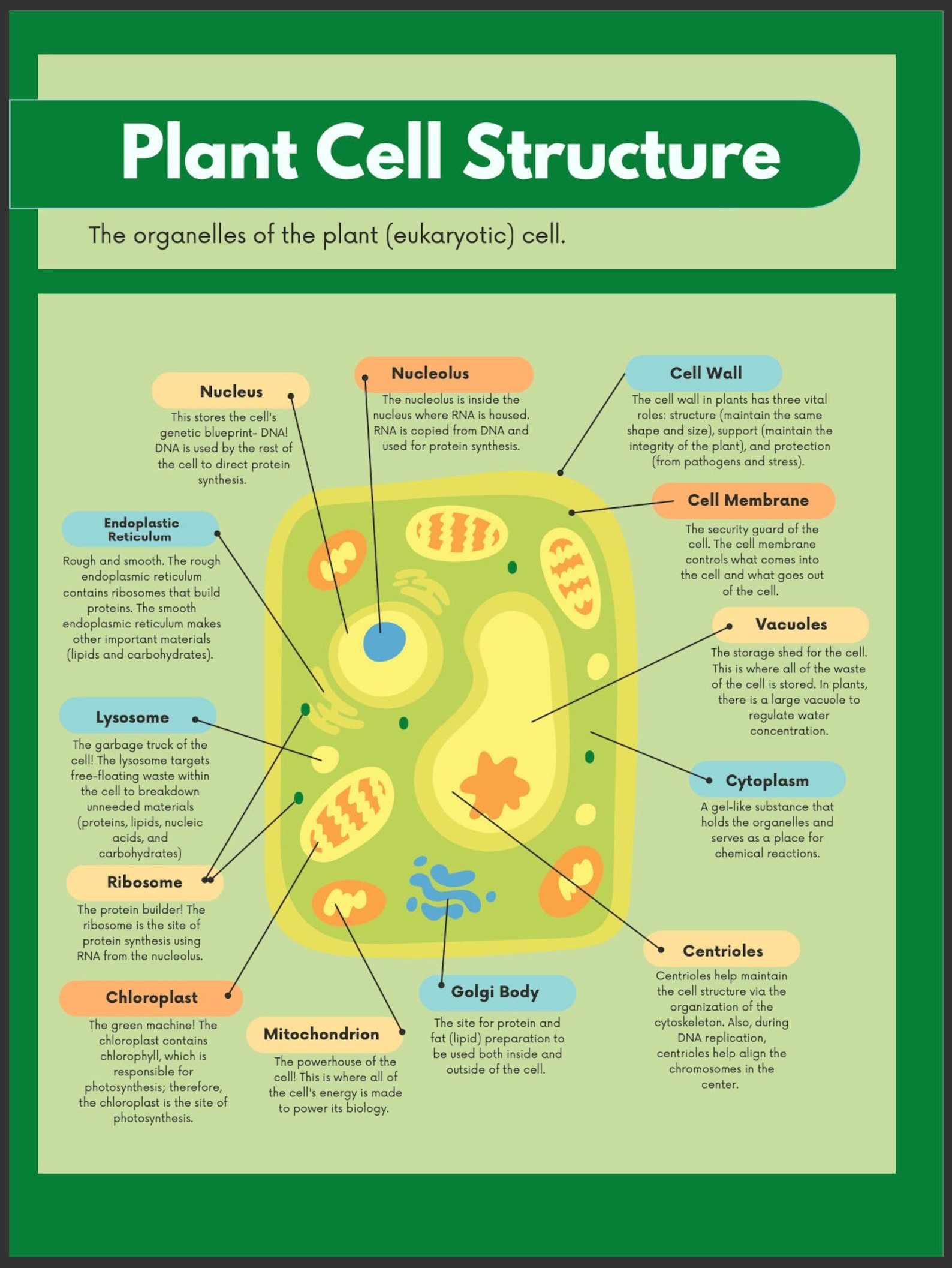EDUCATIONAL- Plant Cell Poster - Etsy