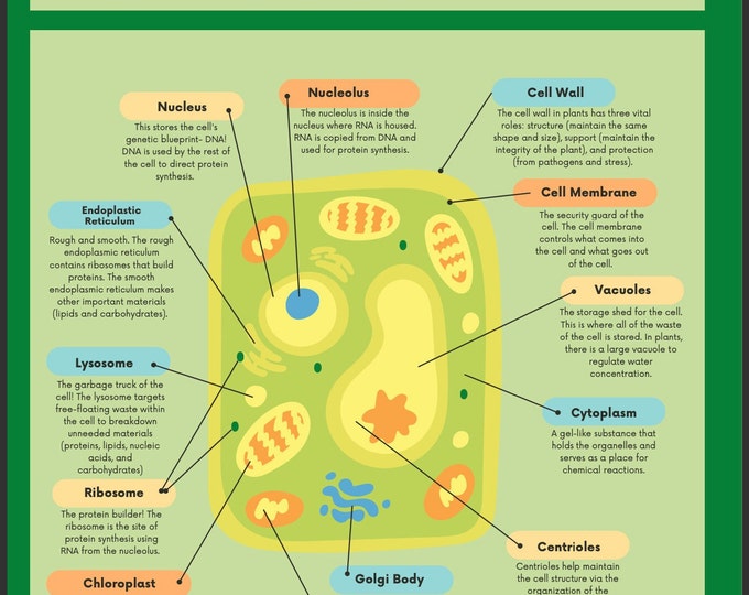 EDUCATIONAL Plant Cell Poster - Etsy