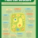 EDUCATIONAL- Animal Cell Poster - Etsy