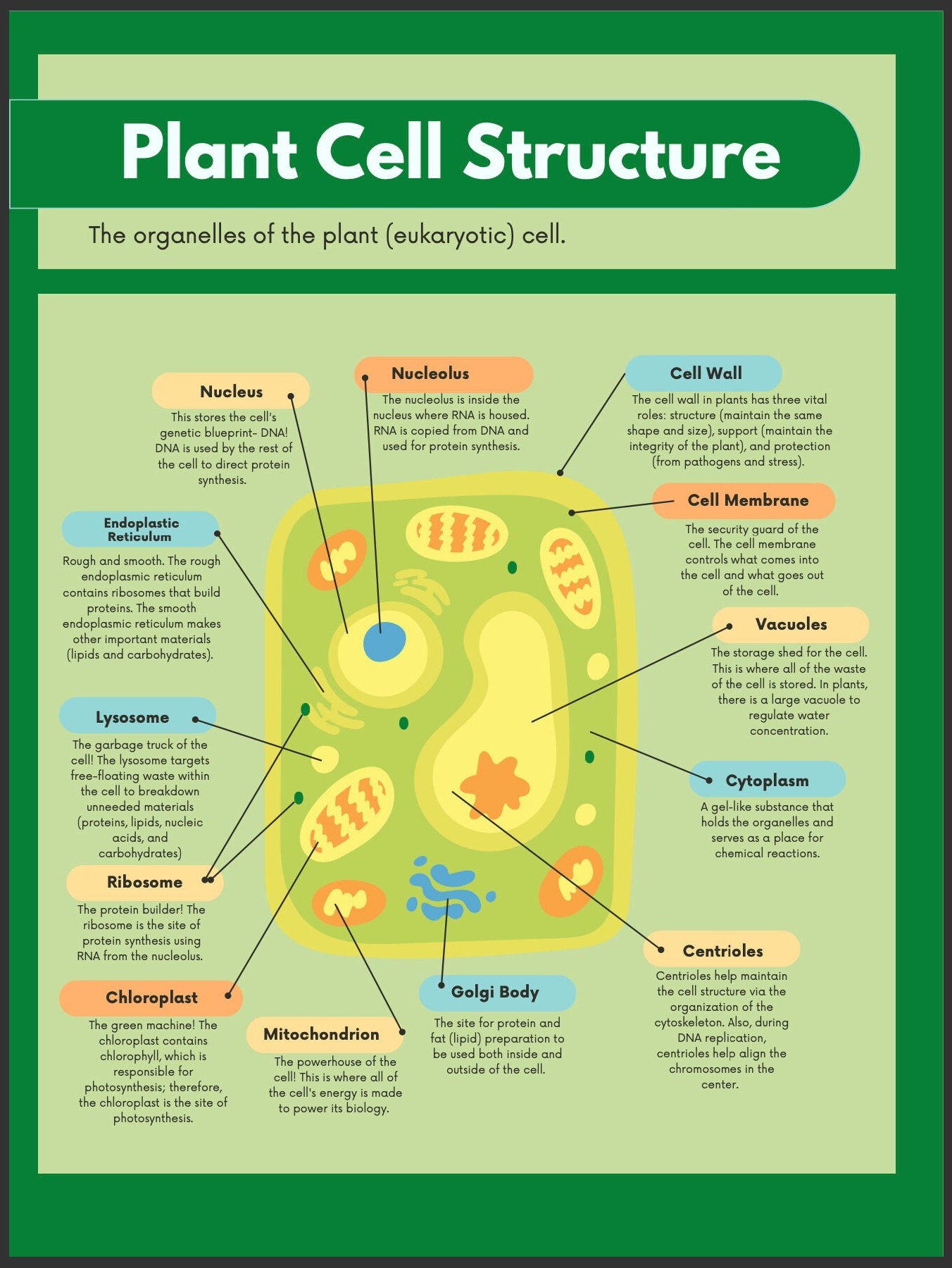 EDUCATIONAL- Plant Cell Poster - Etsy