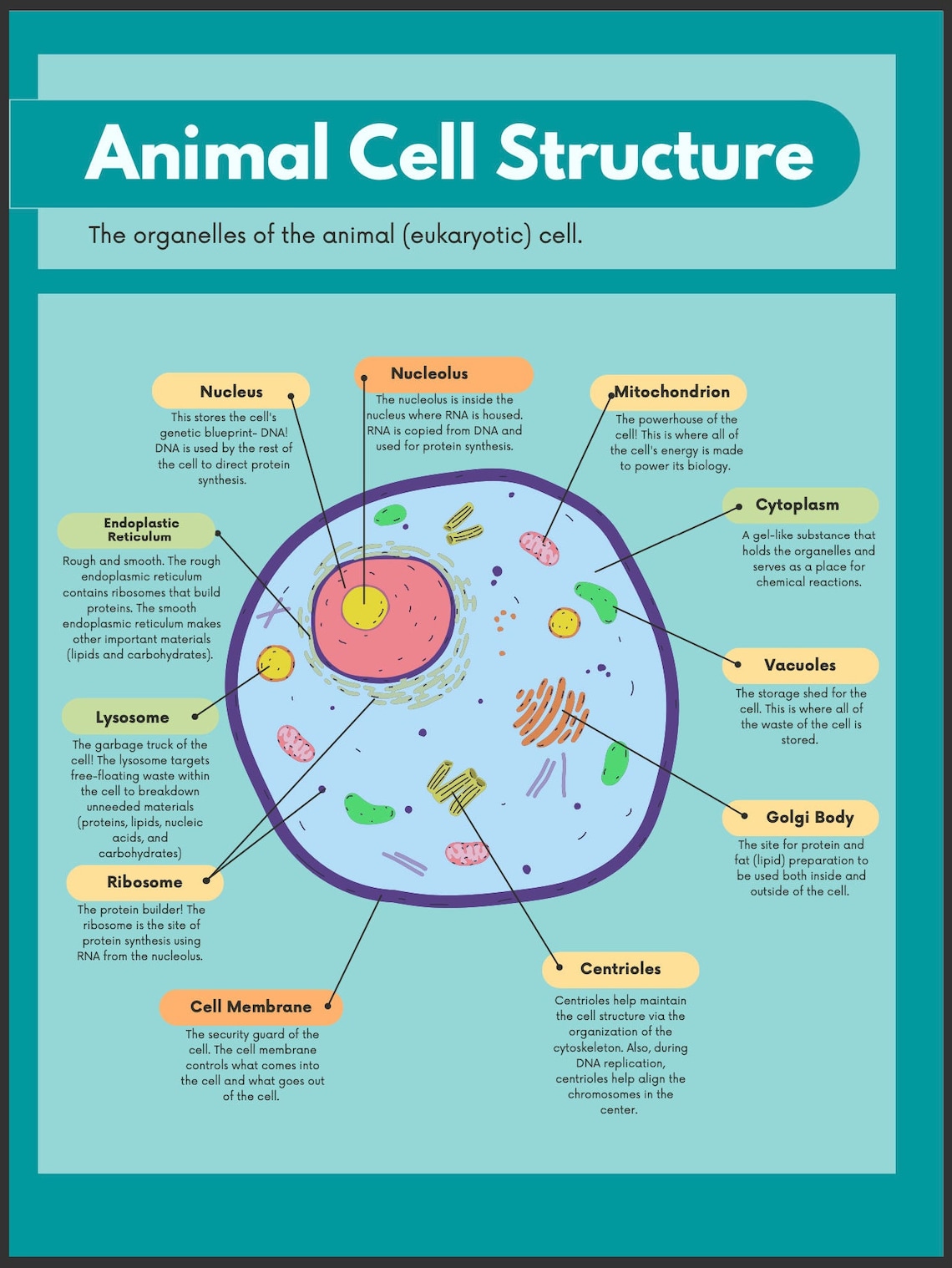 EDUCATIONAL- Animal Cell Poster - Etsy