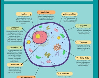EDUCATIONAL- Plant Cell Poster - Etsy UK