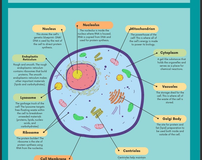 EDUCATIONAL- Animal Cell Poster - Etsy