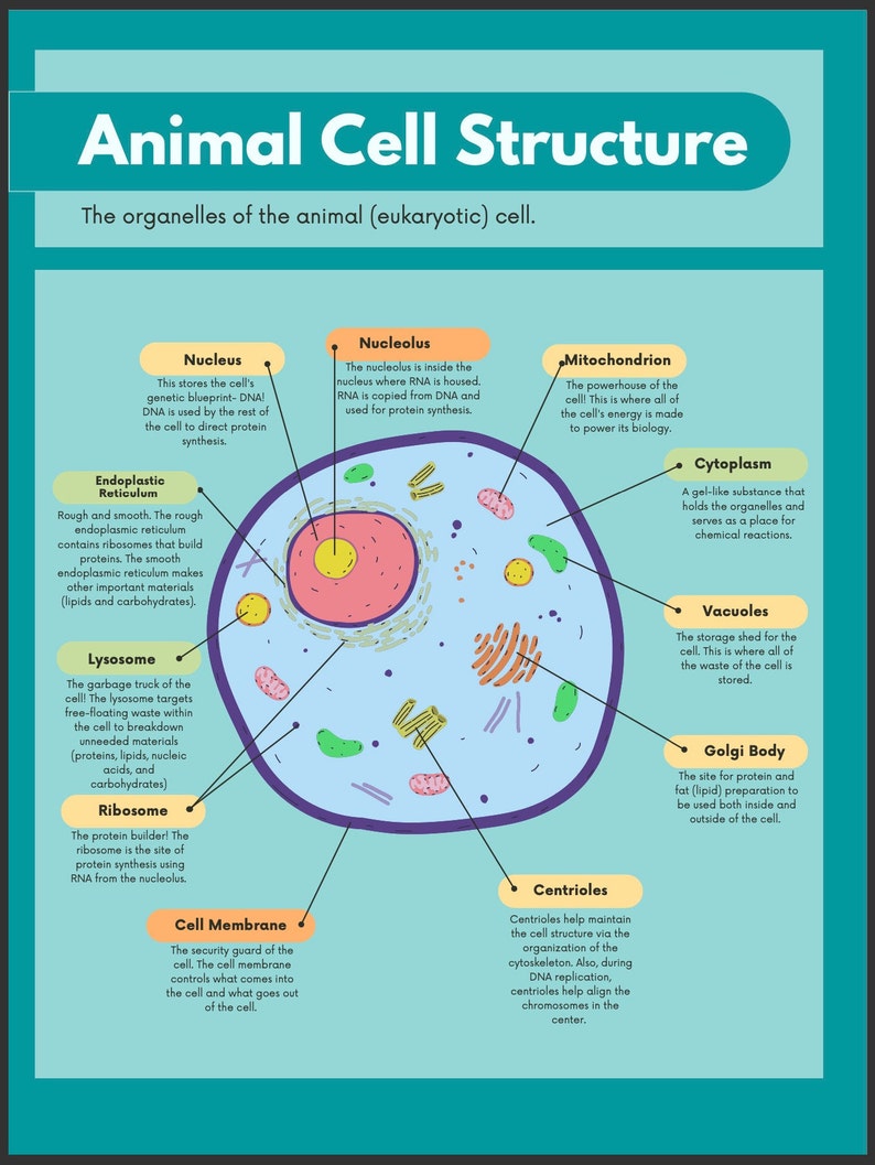 EDUCATIONAL- Animal Cell Poster - Etsy