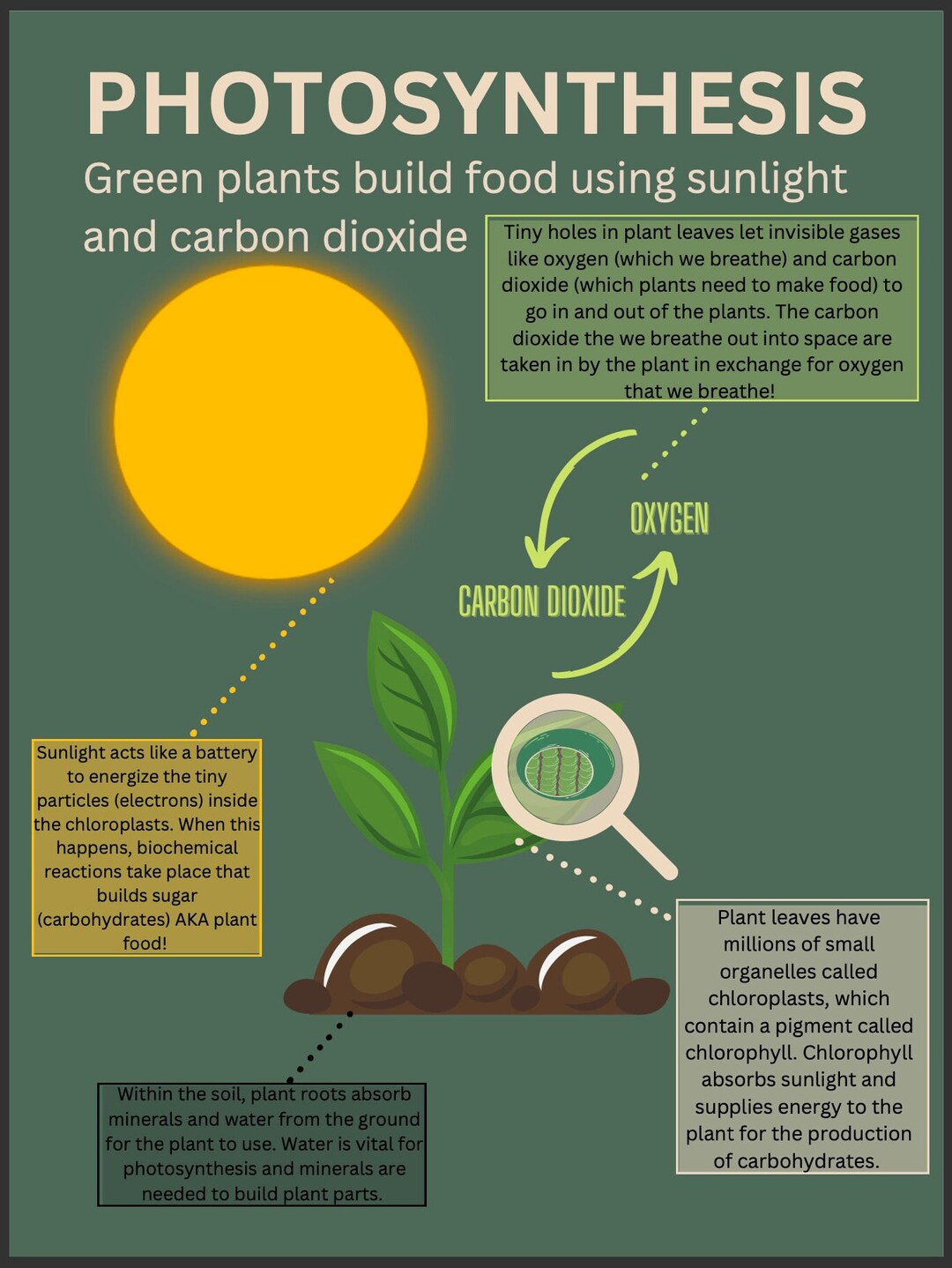 EDUCATIONAL Photosynthesis - Etsy