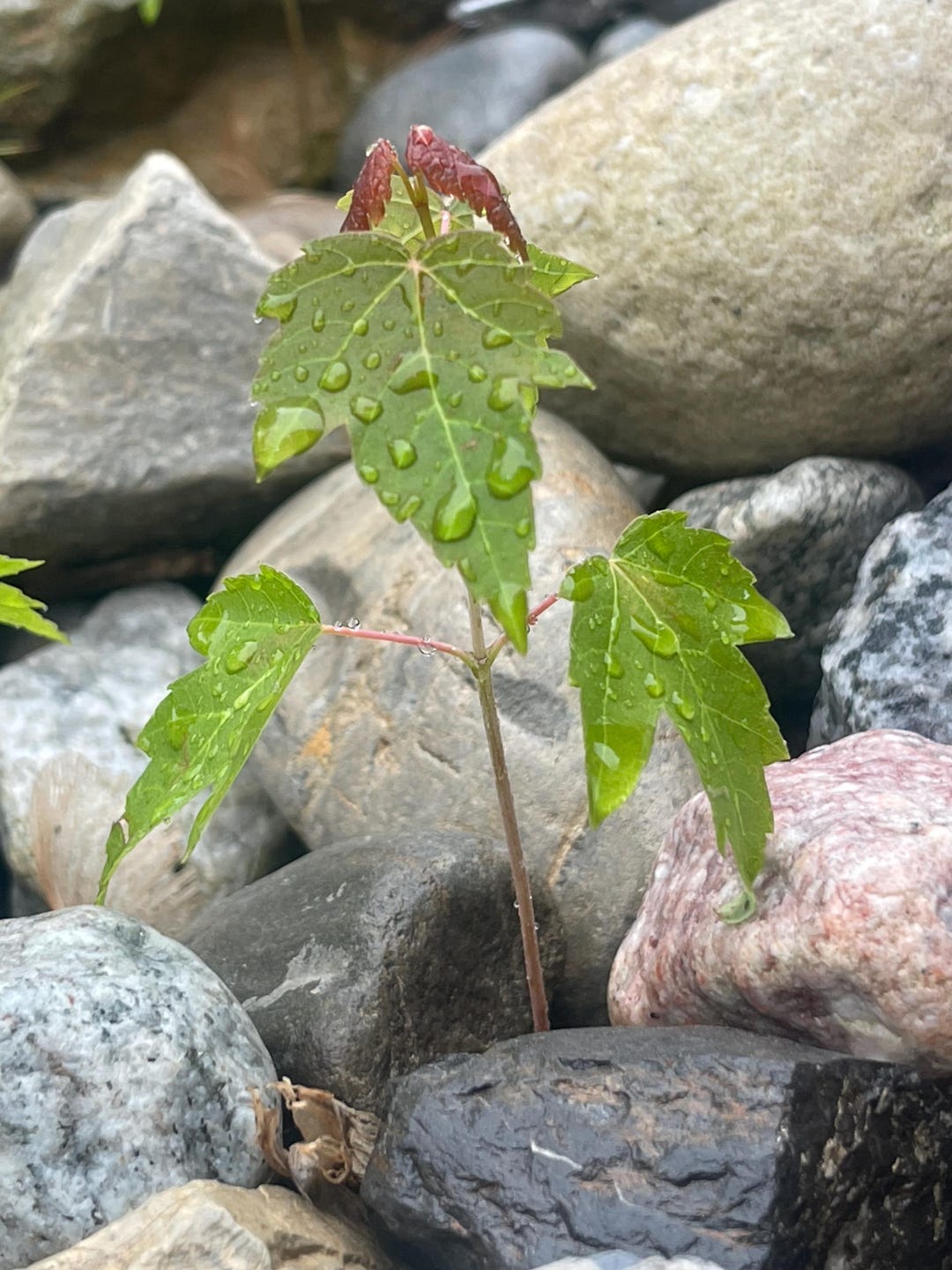 Silver Maple Tree Small Seedlings Sapling (5 Pack) Bare Root - Etsy