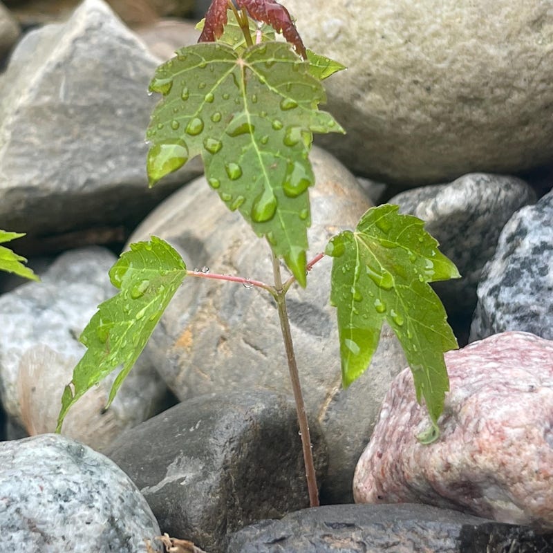 Sapling - Etsy