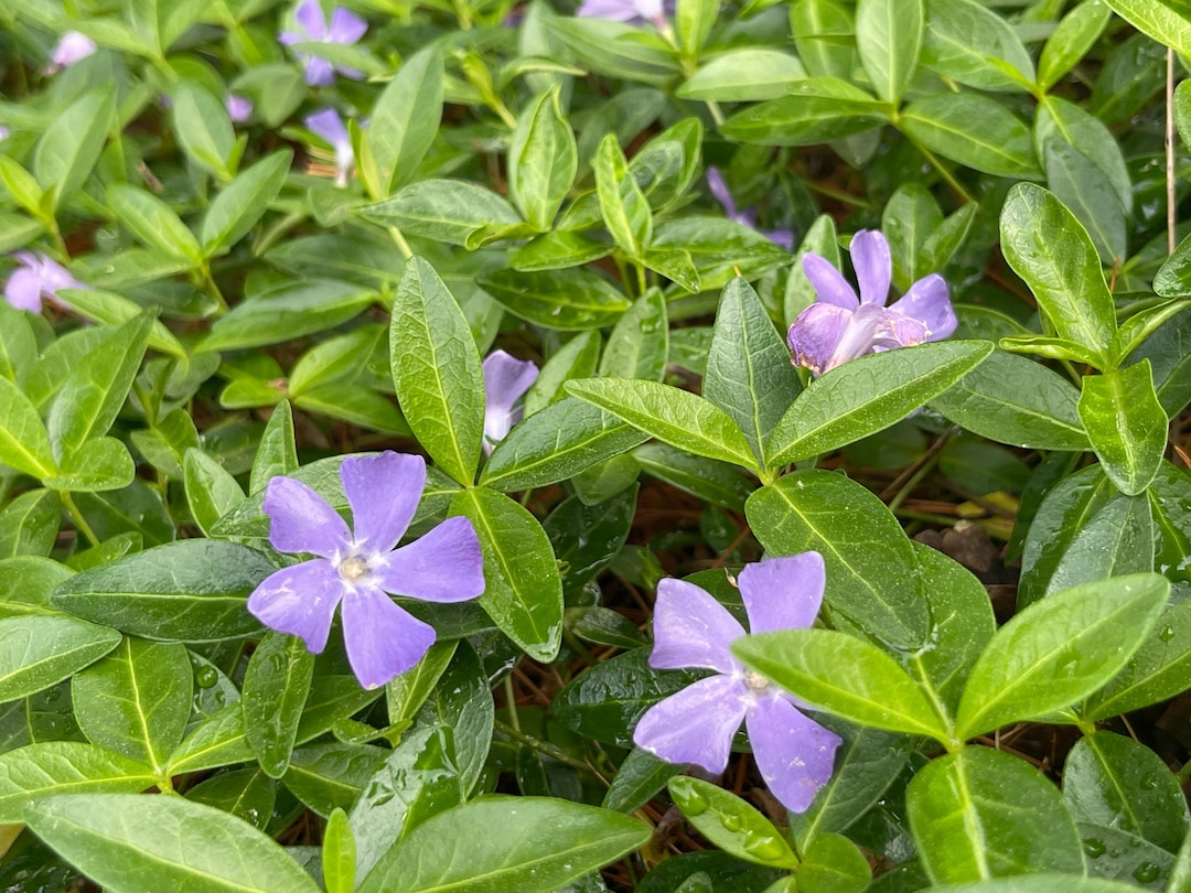 25+vinca Minor Periwinkle Creeping Myrtle~live Plants~evergreen Ground ...
