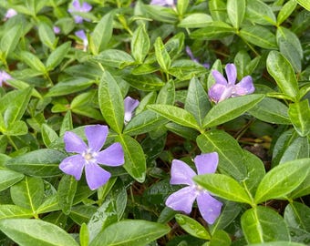100 Vinca Minor Vine Periwinkle Creeping Myrtle Ground Cover Bare Root ...