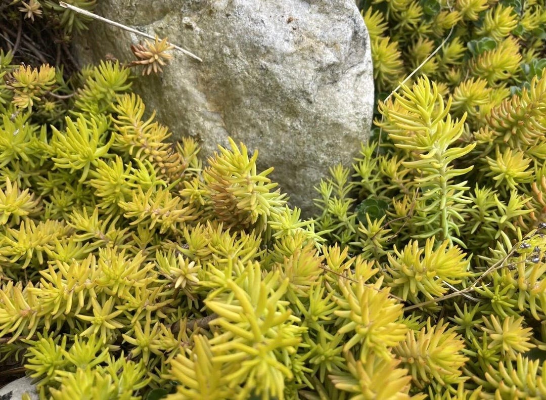 20+ Stonecrop Sedum Angelina Cuttings / Golden Ground Cover Plants ...