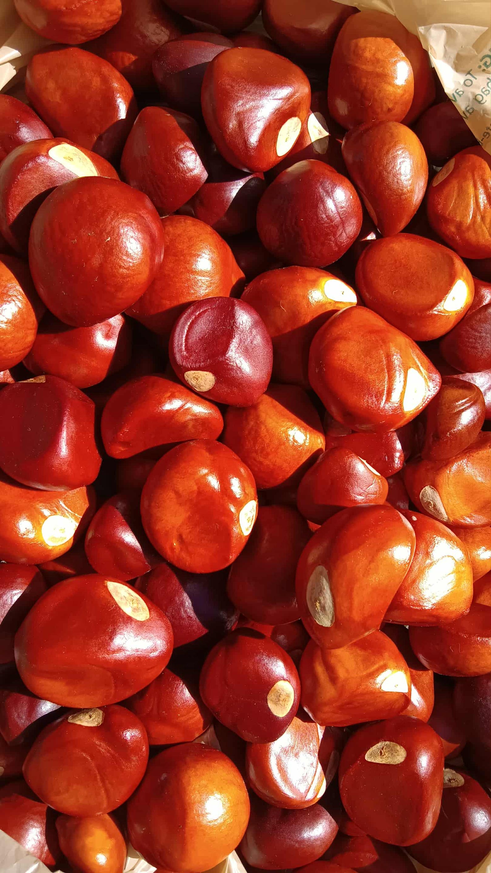 Red Buckeye / Red Chestnut Tree Seeds - Etsy