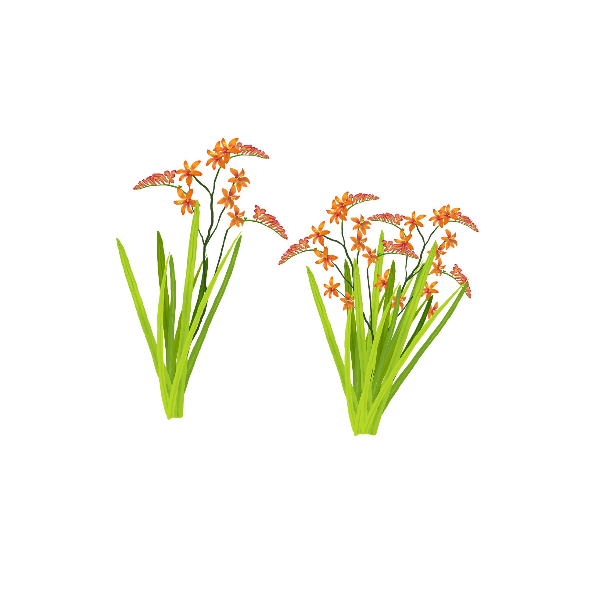 Hand Rendered Botanical Png Cutouts - for Garden Designers and ...