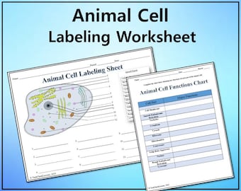 Plant Cell Labeling & Functions Science Worksheet - Editable DIGITAL ...