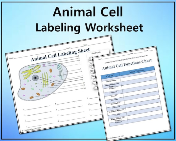 Label An Animal Cell Worksheet Animal Cell Labeling & Functions
