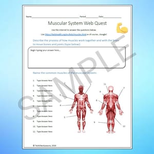 Muscular System Science Webquest Internet Activity - Editable DIGITAL ...