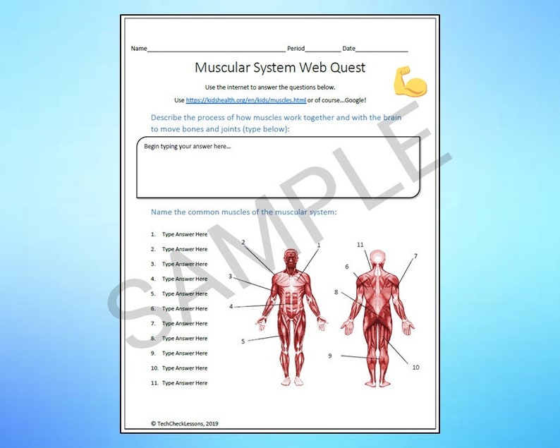 Muscular System Science Webquest Internet Activity - Editable DIGITAL ...