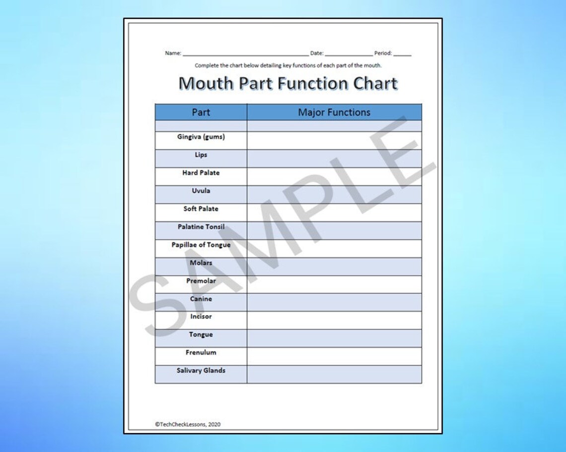 Parts of the Mouth Diagram Labeling Worksheet - Science Editable ...