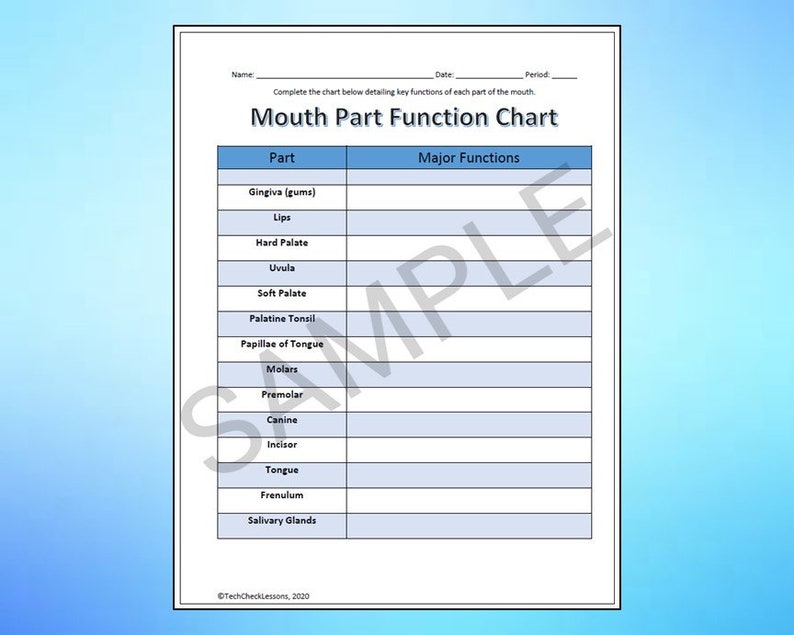 Parts of the Mouth Diagram Labeling Worksheet - Science Editable ...