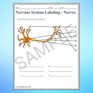 Nervous System Labeling Worksheet - Science Editable DIGITAL DOWNLOAD ...