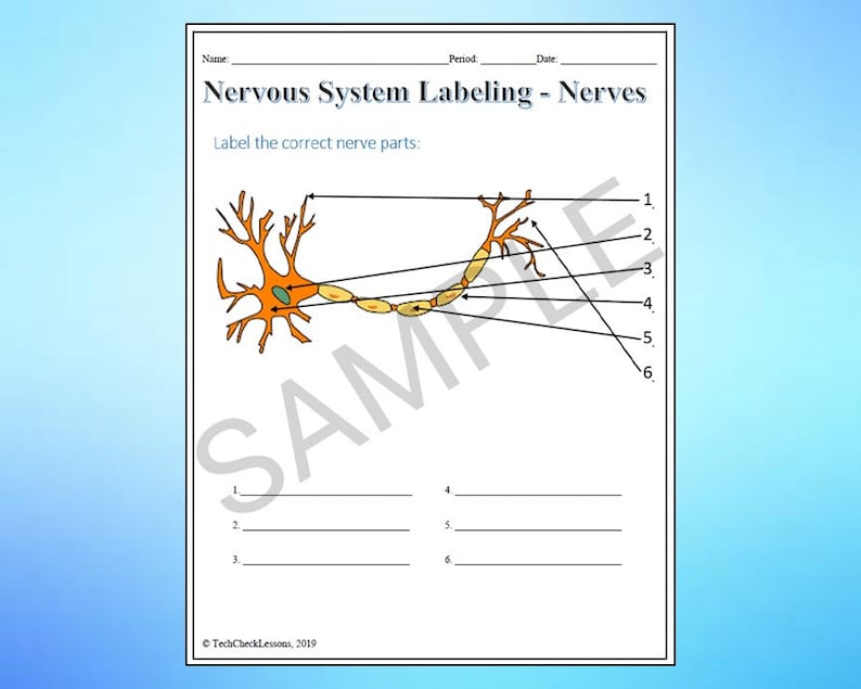 Nervous System Labeling Worksheet - Science Editable DIGITAL DOWNLOAD ...