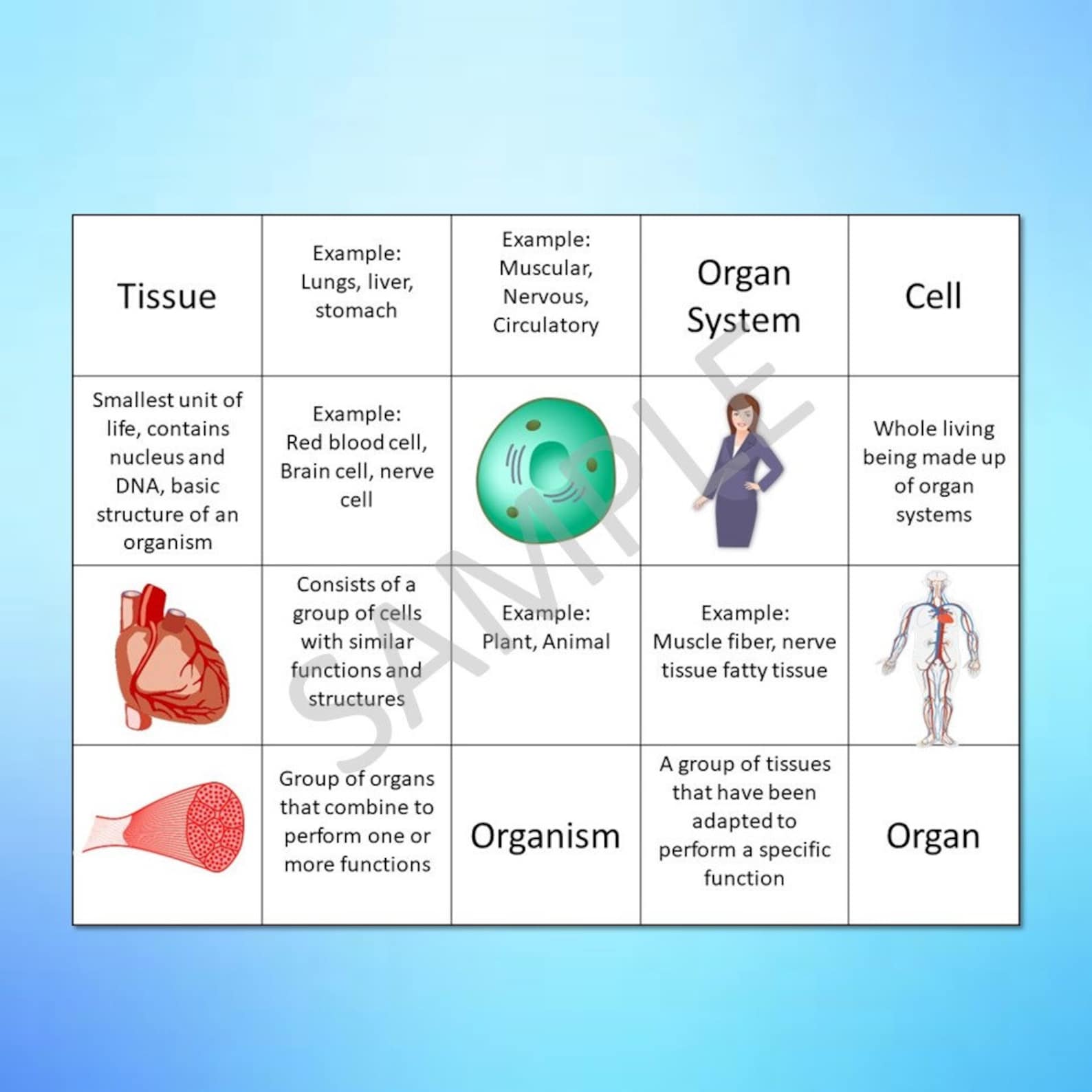 Levels of Biological Organization Cut, Sort and Paste - Science ...