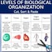 Levels of Biological Organization Cut, Sort and Paste - Science ...