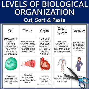 Levels of Biological Organization Cut, Sort and Paste - Science ...