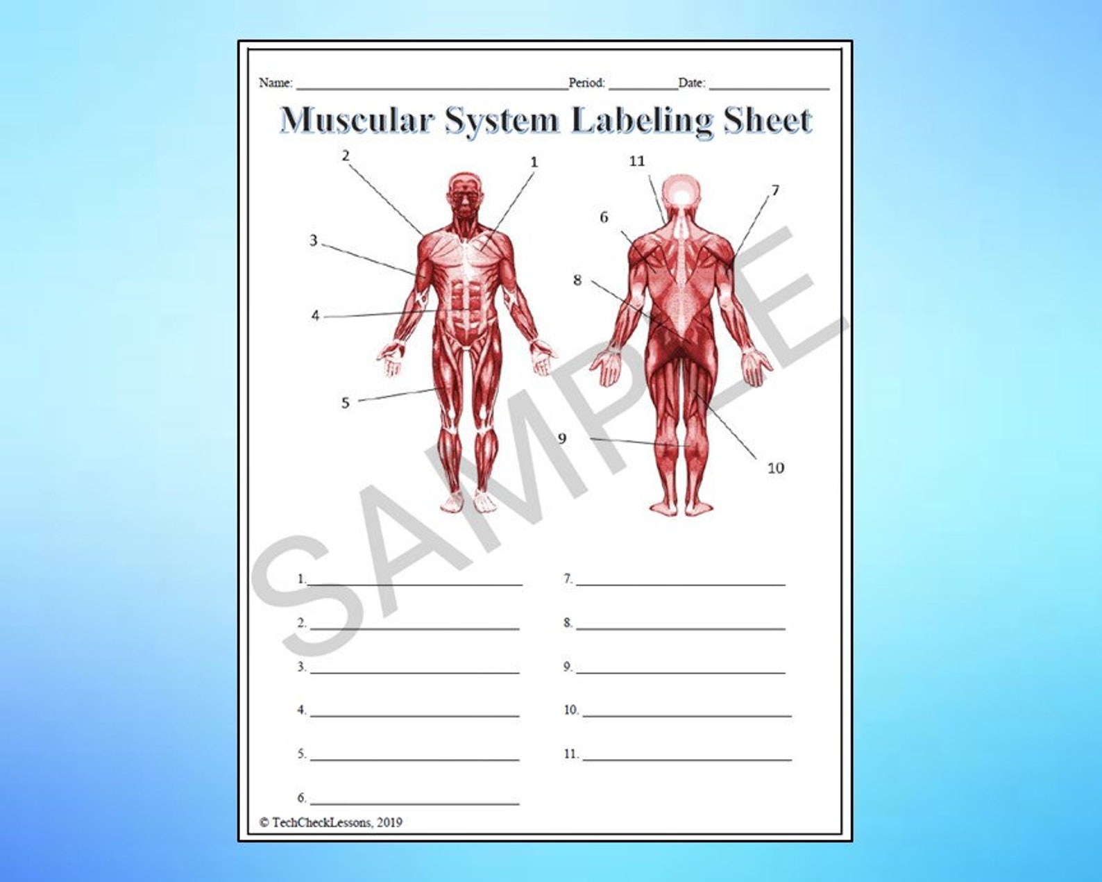 Muscular System Labeling Worksheet - Science Editable DIGITAL DOWNLOAD ...