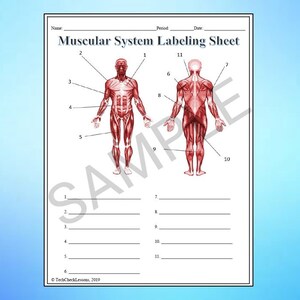 Muscular System Labeling Worksheet - Science Editable DIGITAL DOWNLOAD ...