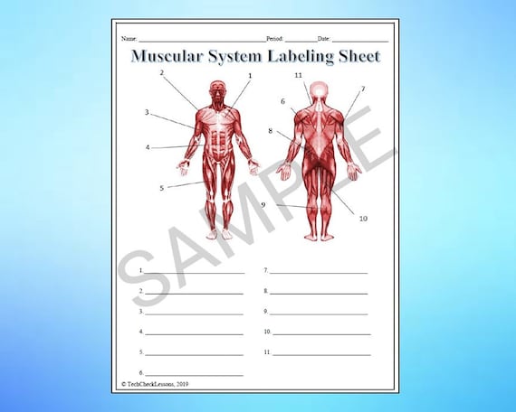 Muscular System For Kids With Labels