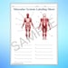 Muscular System Labeling Worksheet Science Editable DIGITAL DOWNLOAD - Etsy