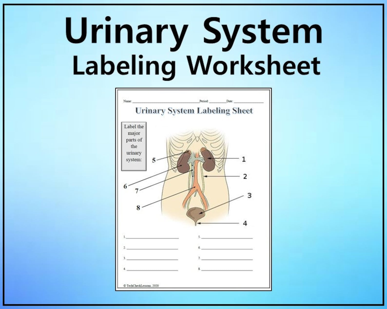 Urinary System Labeling Worksheet - Science Editable DIGITAL DOWNLOAD ...